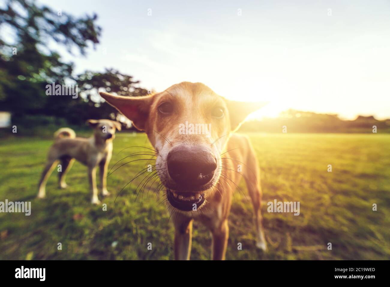 sharp nose of dog and dog in the park Stock Photo - Alamy