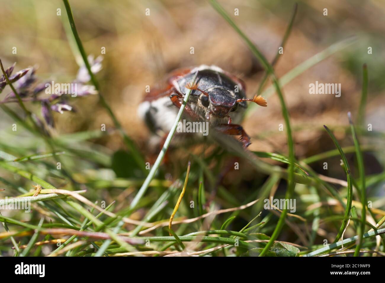 Cockchafer also called Maybug or doodlebug European beetle genus ...