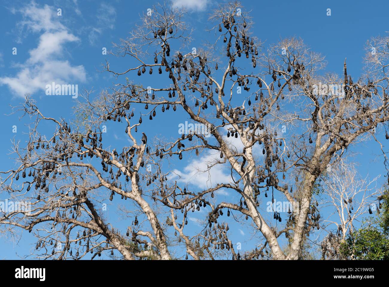 Flying fox fruit hi-res stock photography and images - Alamy