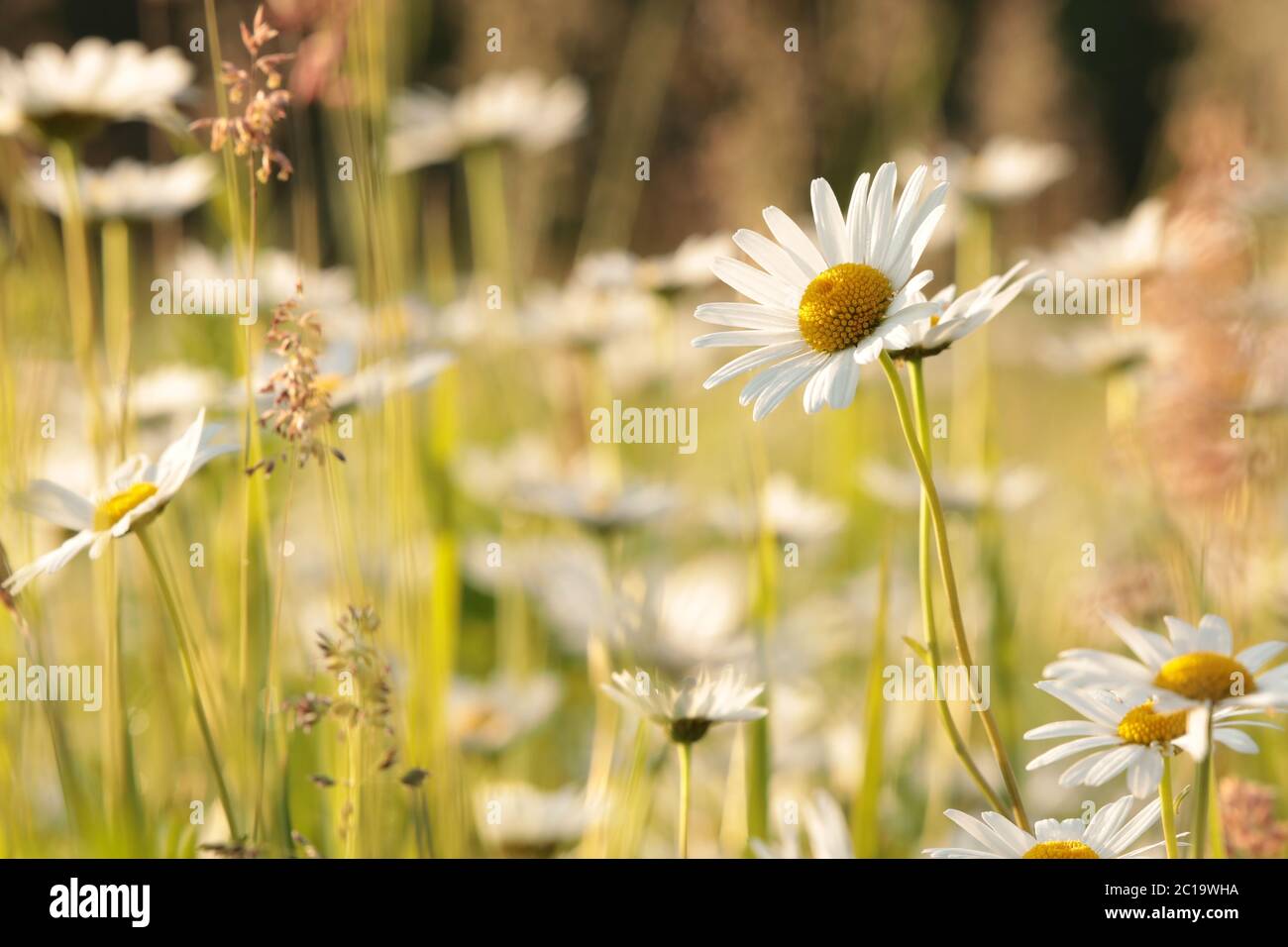 Daisy sunrise hi-res stock photography and images - Alamy