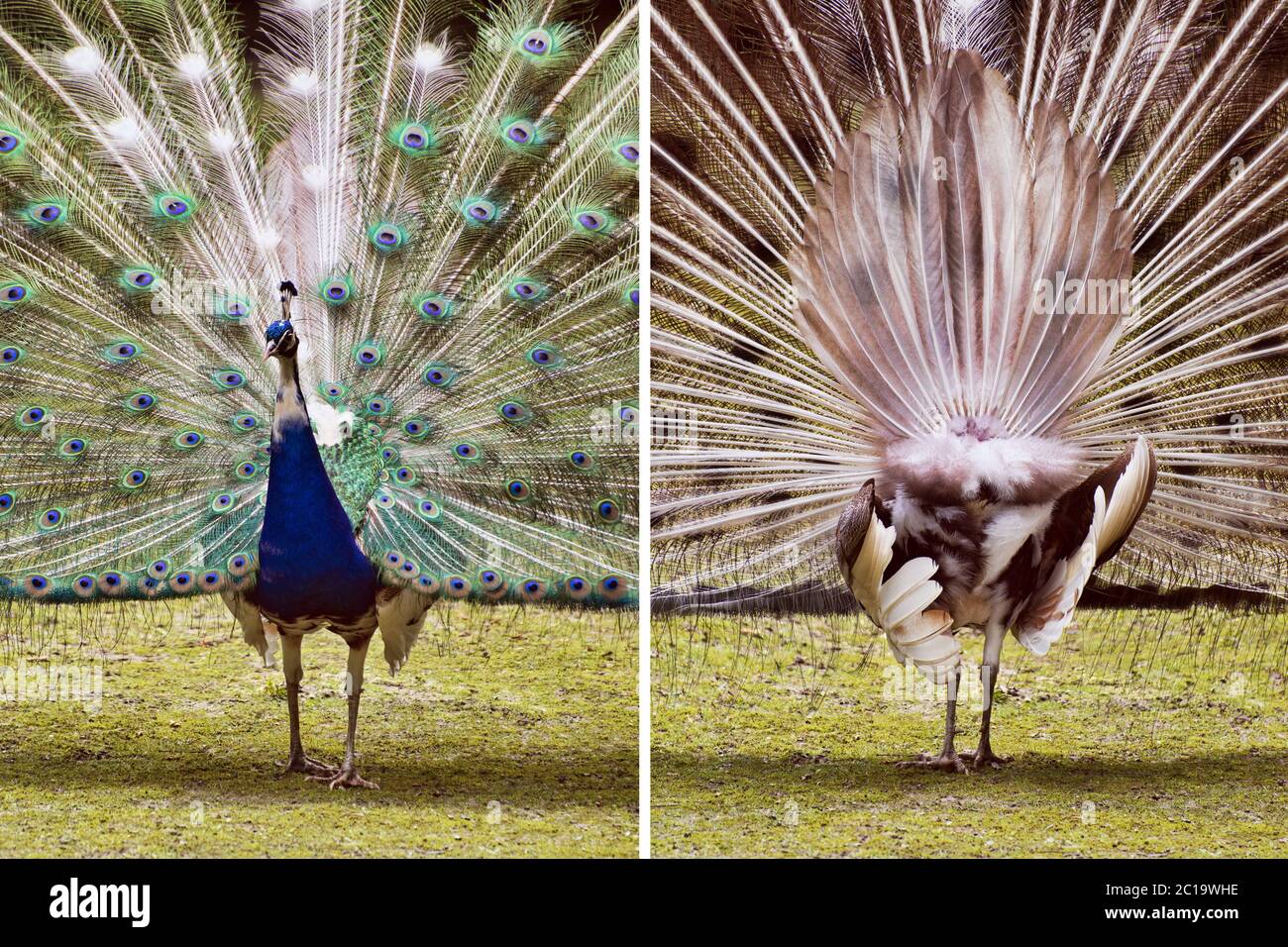 Indian male peafowl hi-res stock photography and images - Alamy