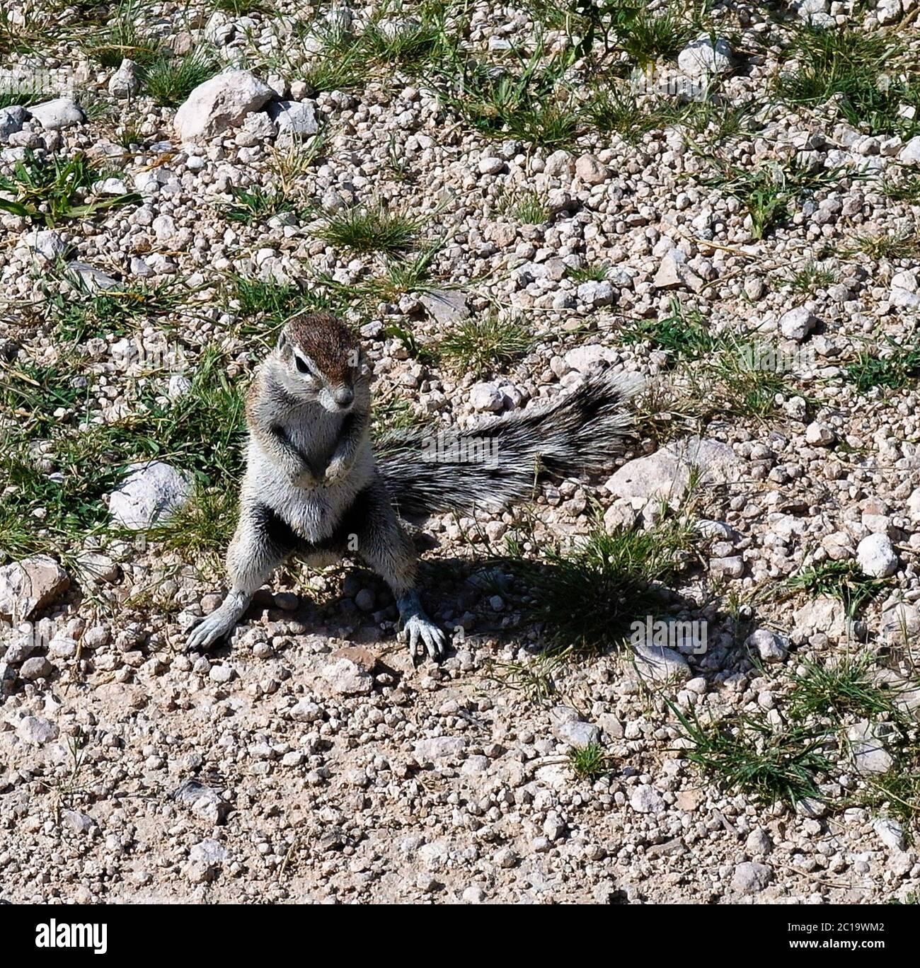 Standing gopher on the ground in the Namib desert, Namibia Stock Photo ...