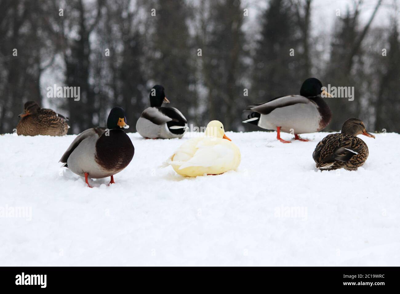 White duck drake as variability within the species Anas platyrhynchos ...