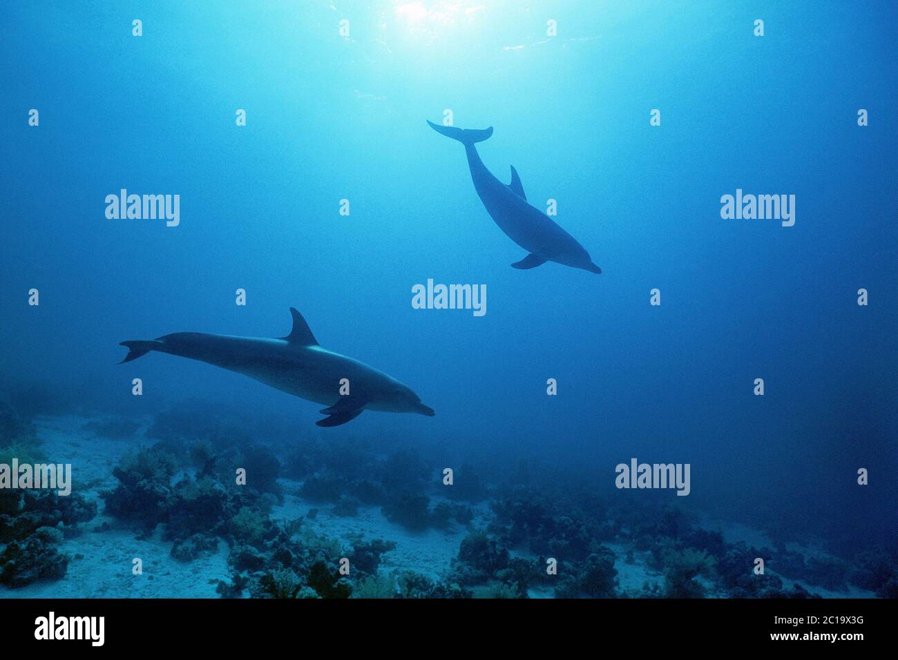 Bottlenose dolphins - Tursiops truncatus Stock Photo - Alamy