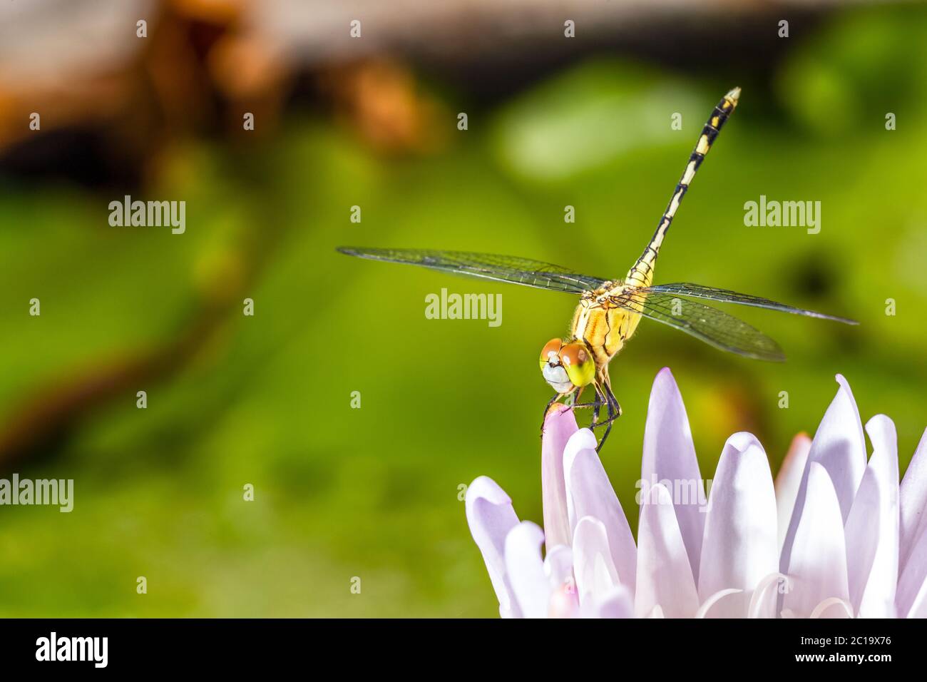 close up dragonfly with lotus. animal wildlife concept Stock Photo - Alamy