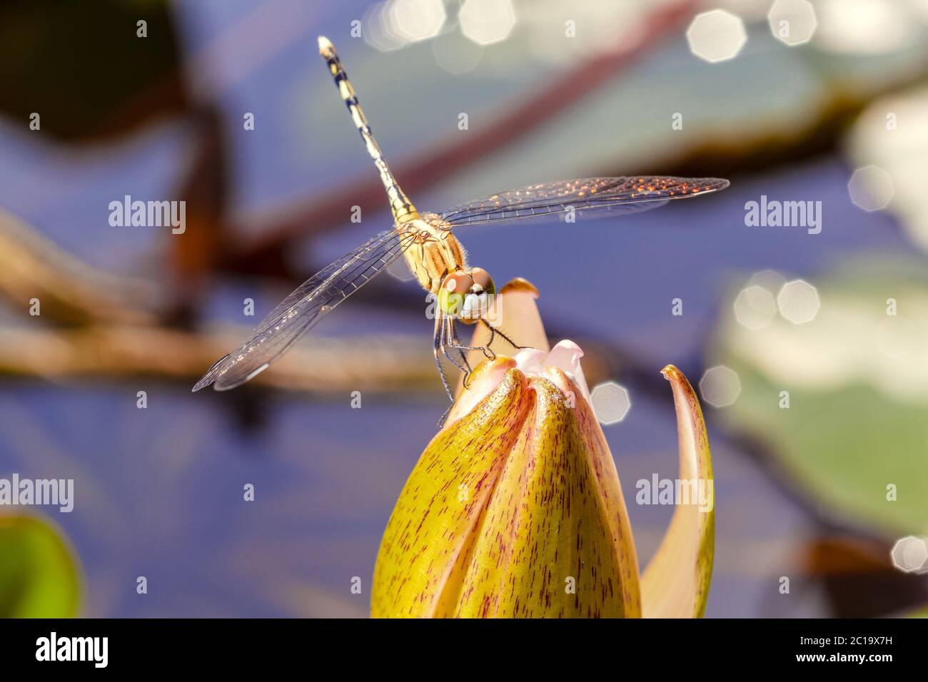 close up dragonfly with lotus. animal wildlife concept Stock Photo - Alamy