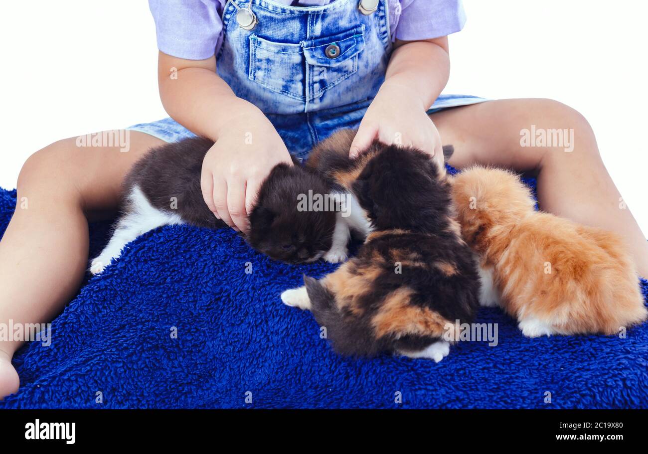 Children hand catch kitten and white background Stock Photo - Alamy
