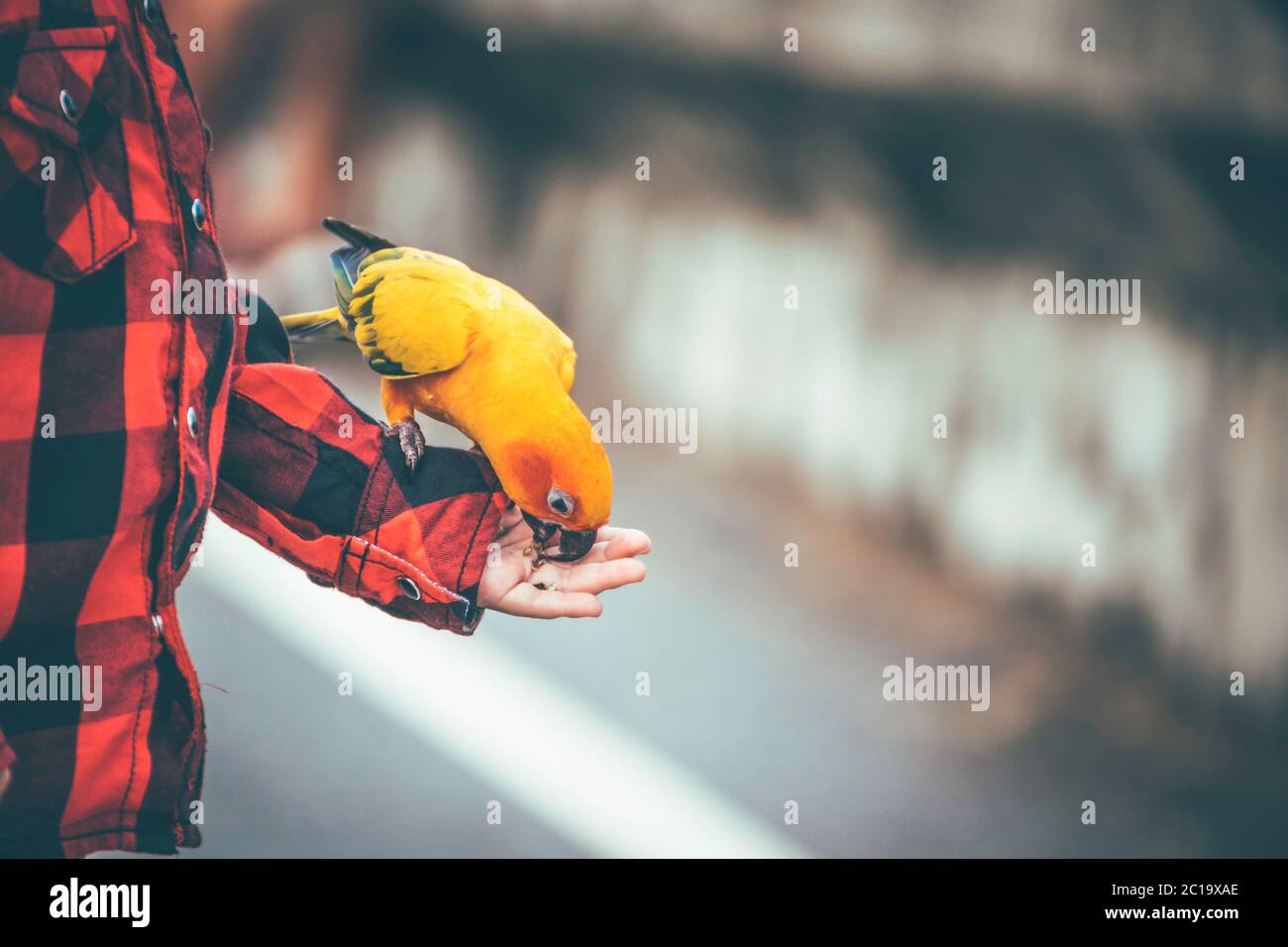 Children give a food for a bird in the park Stock Photo - Alamy