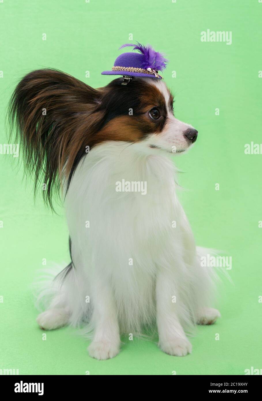 Beautiful young continental spaniel papillon in a hat with feather on a ...