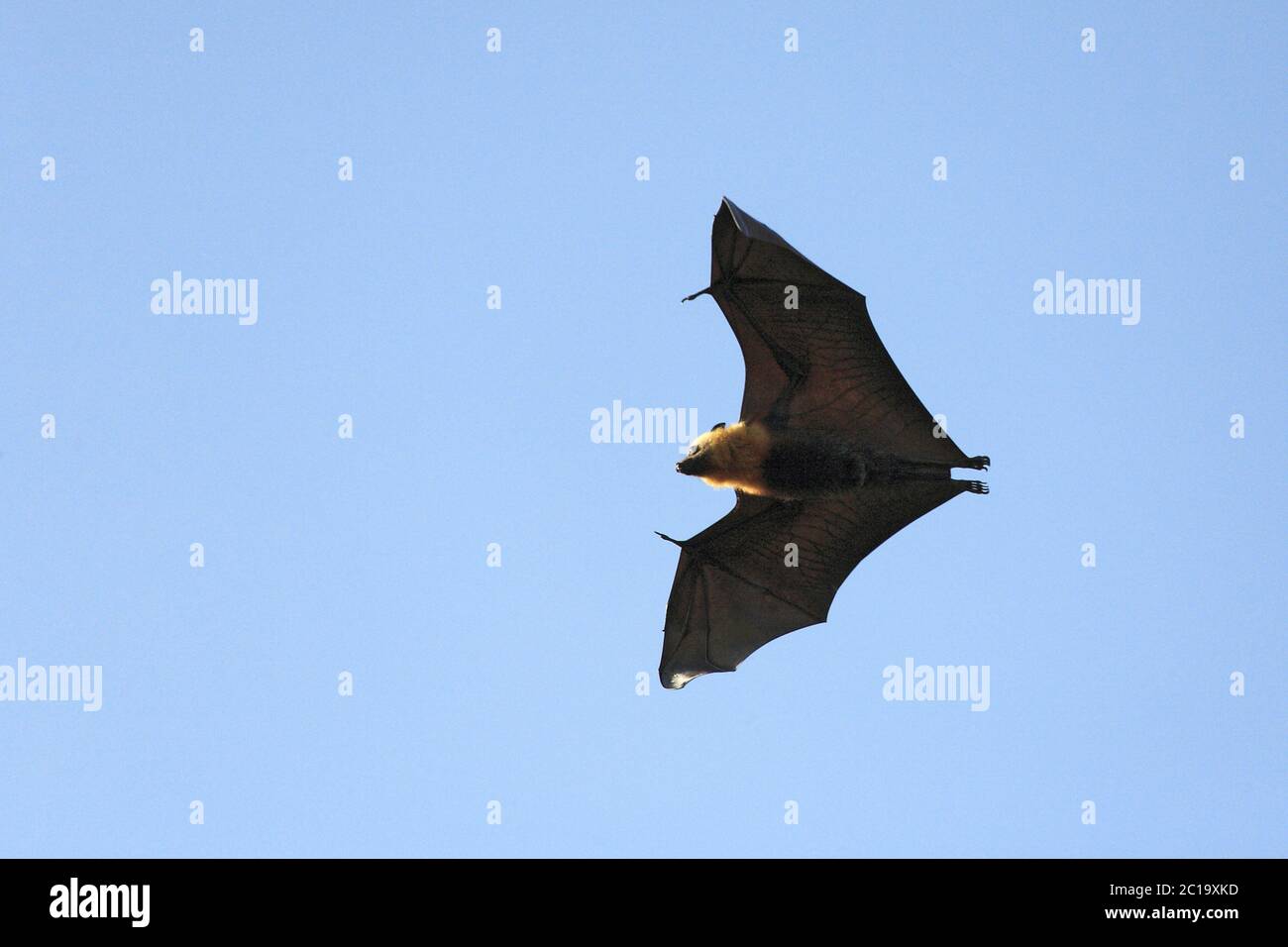 Seychelles fruit bat / Seychelles flying fox - Pteropus seychellensis ...