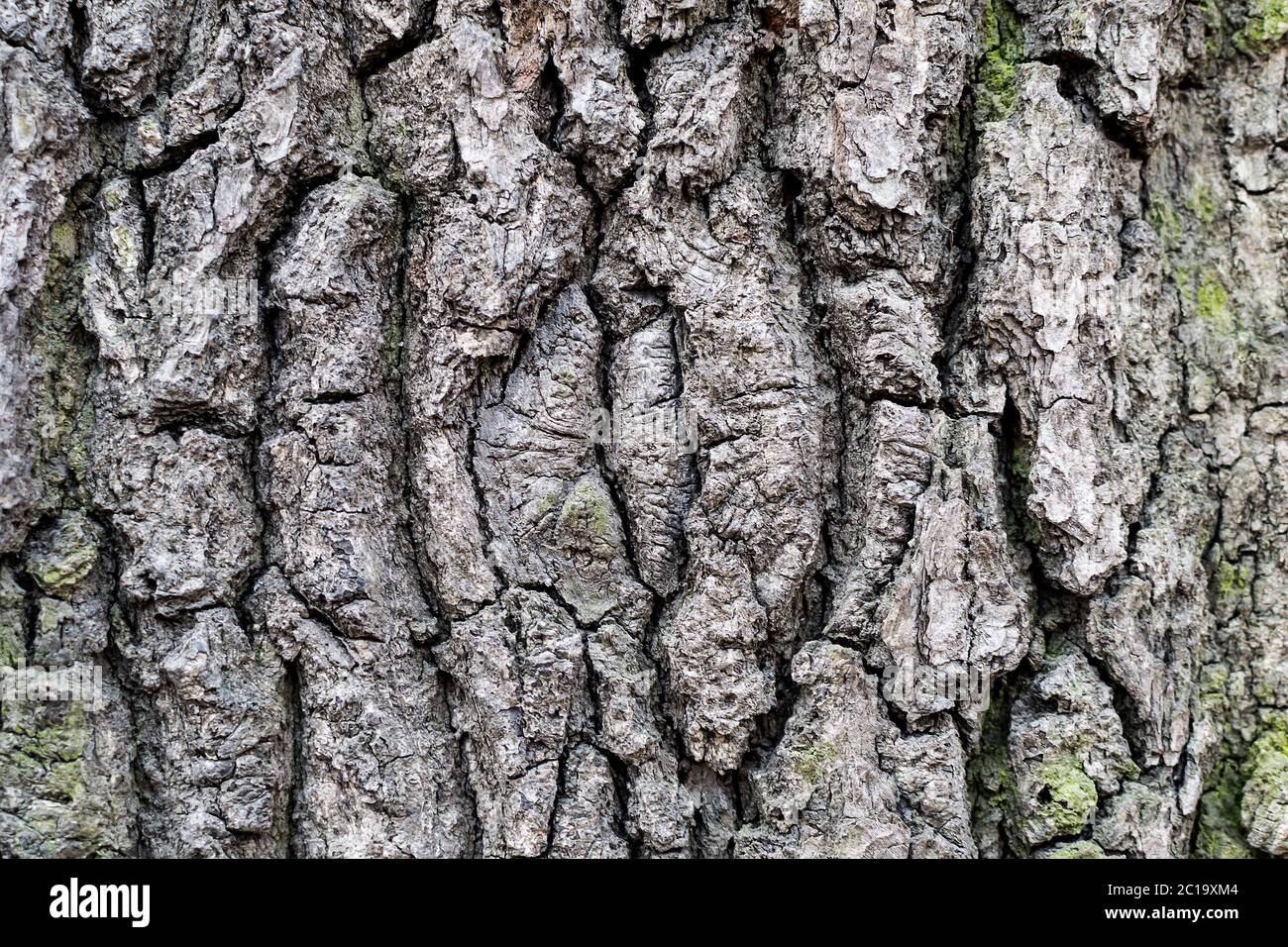 old rustic wood tree bark texture with green moss Stock Photo - Alamy