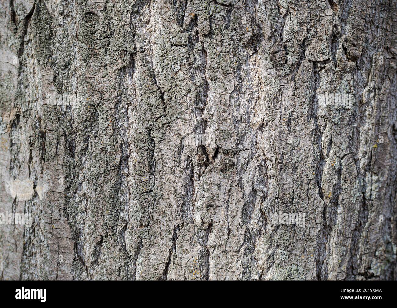 old rustic wood tree bark texture with moss Stock Photo - Alamy