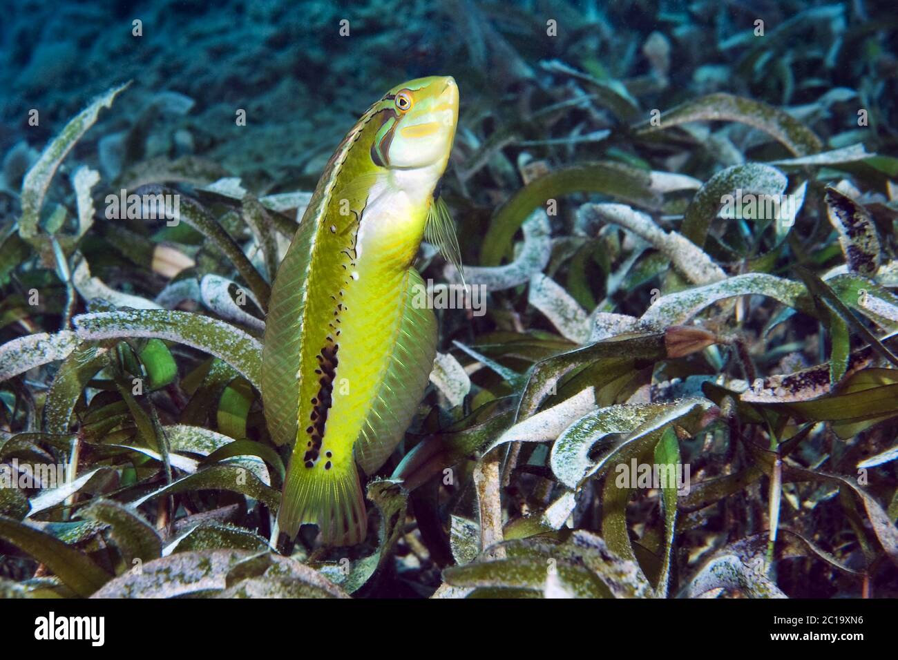 Seagrass wrasse - Novaculichthys macrolepidotus Stock Photo - Alamy