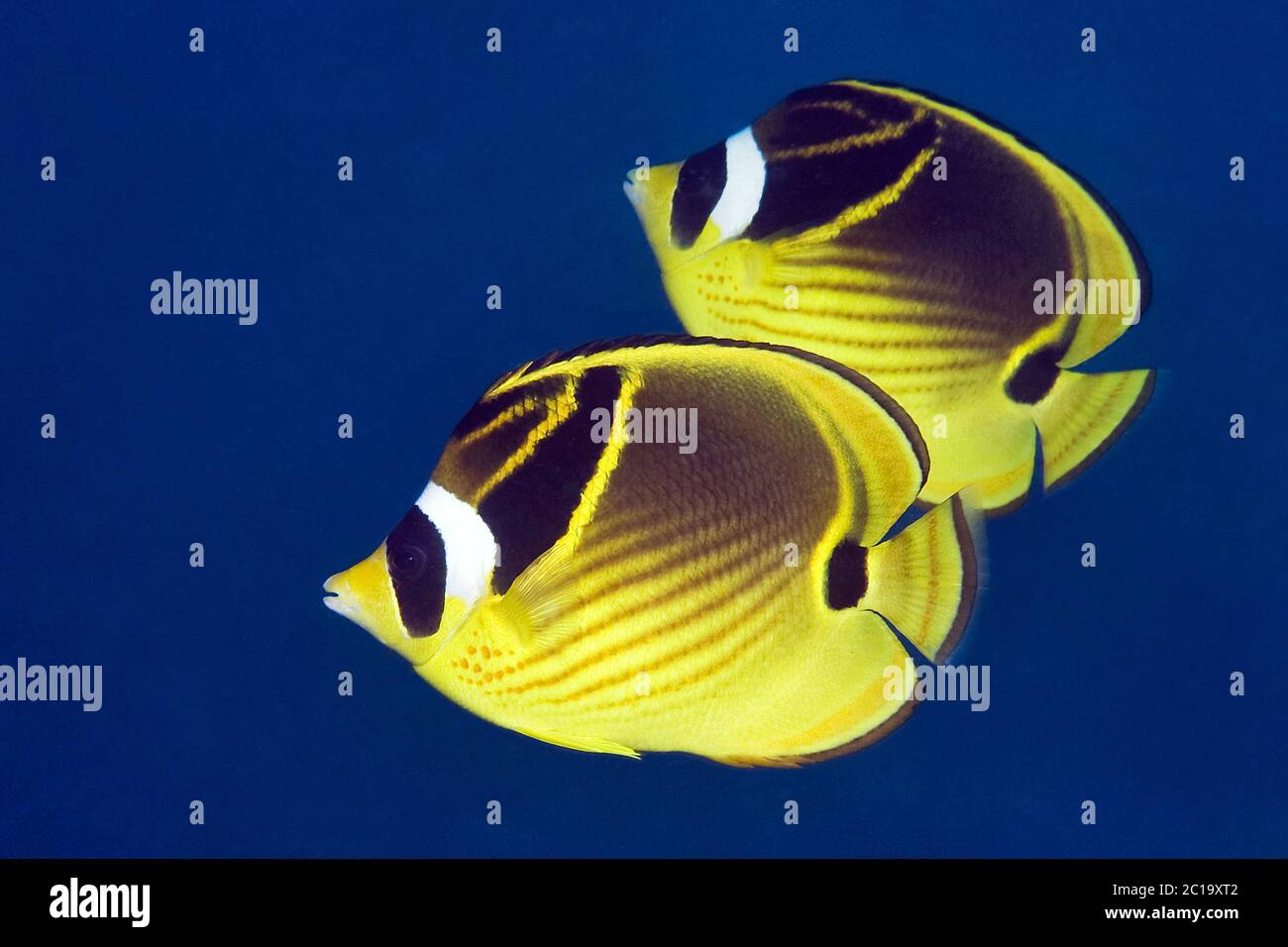 Raccoon butterflyfish - Chaetodon lunula Stock Photo - Alamy