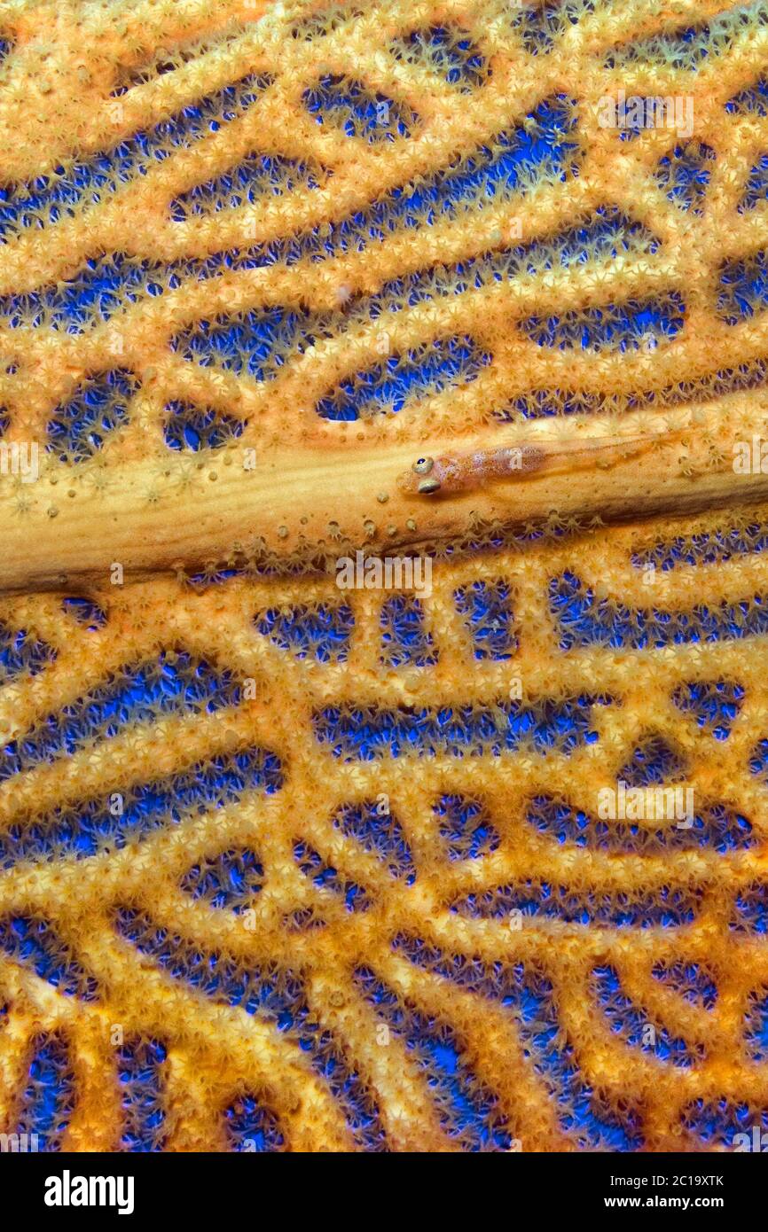 Large whip goby - Bryaninops amplus Stock Photo - Alamy