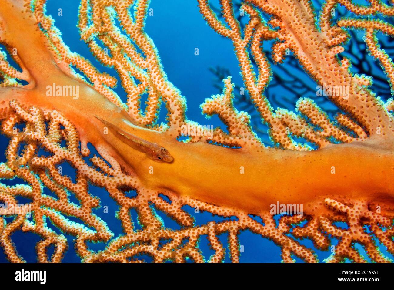 Large whip goby - Bryaninops amplus Stock Photo - Alamy