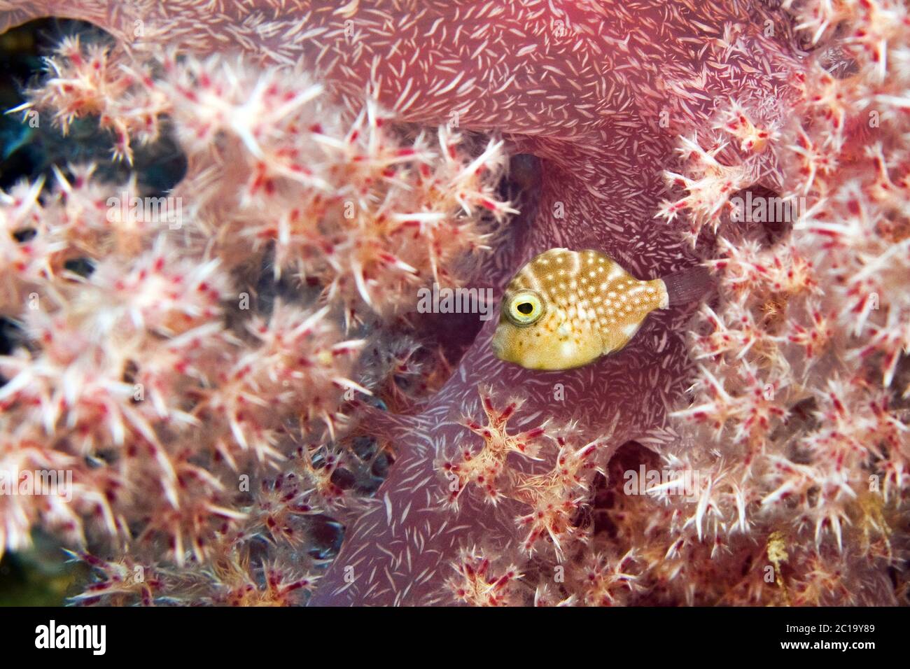 Scrawled Filefish Juvenile