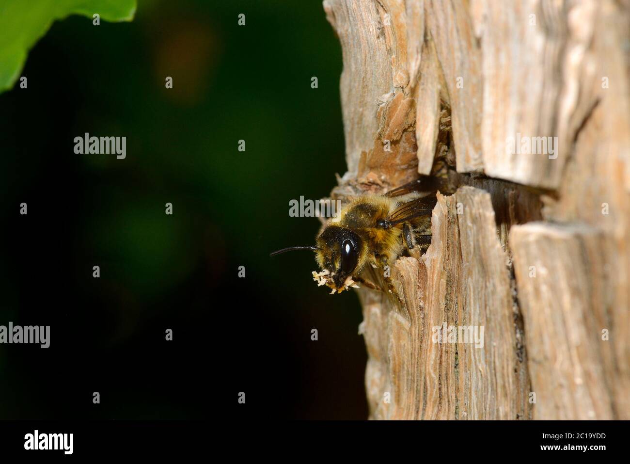 Leafcutter Bee species (Megachilidae) probably the Patchwork leafcutter ...