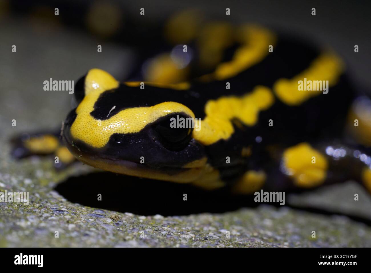 Fire salamander Salamandra salamandra Portrait Night Amphibian Stock ...