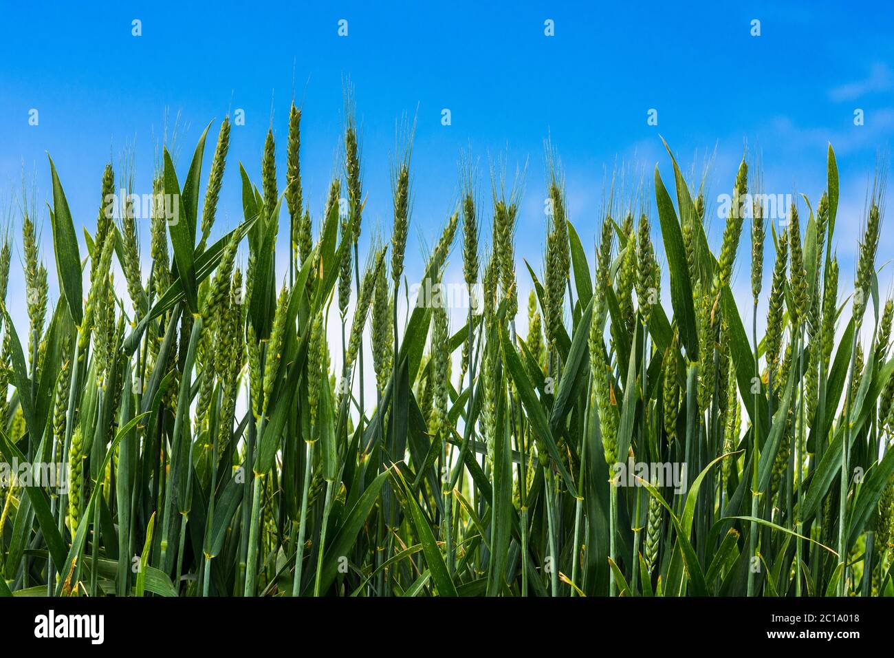 Green wheat a month before harvesting Stock Photo - Alamy