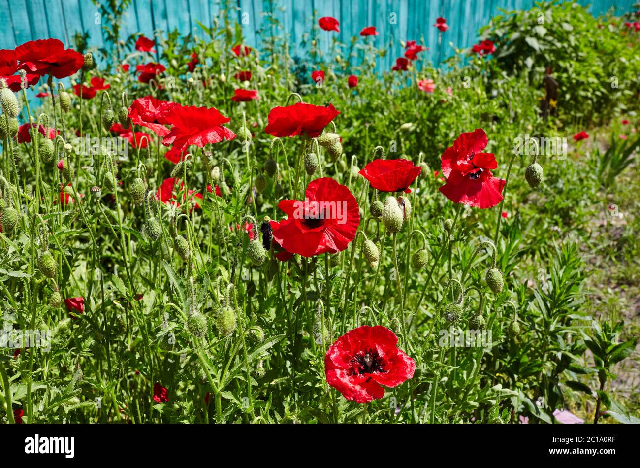 Bright poppy field.Beautiful red poppies flowers. Fresh background on ...
