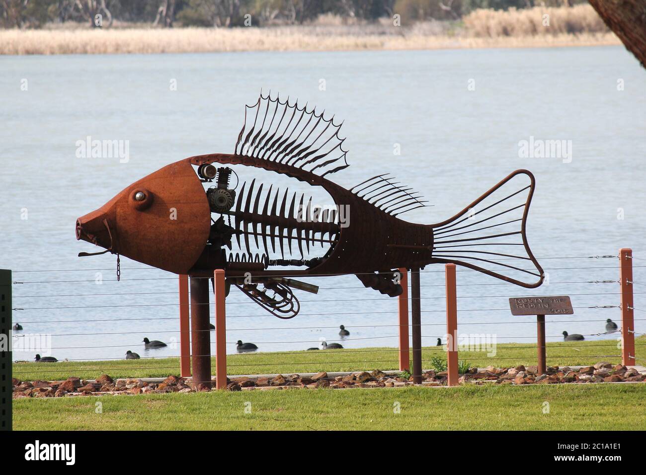 Rusty the redfin at little boort lake, Australia Stock Photo - Alamy