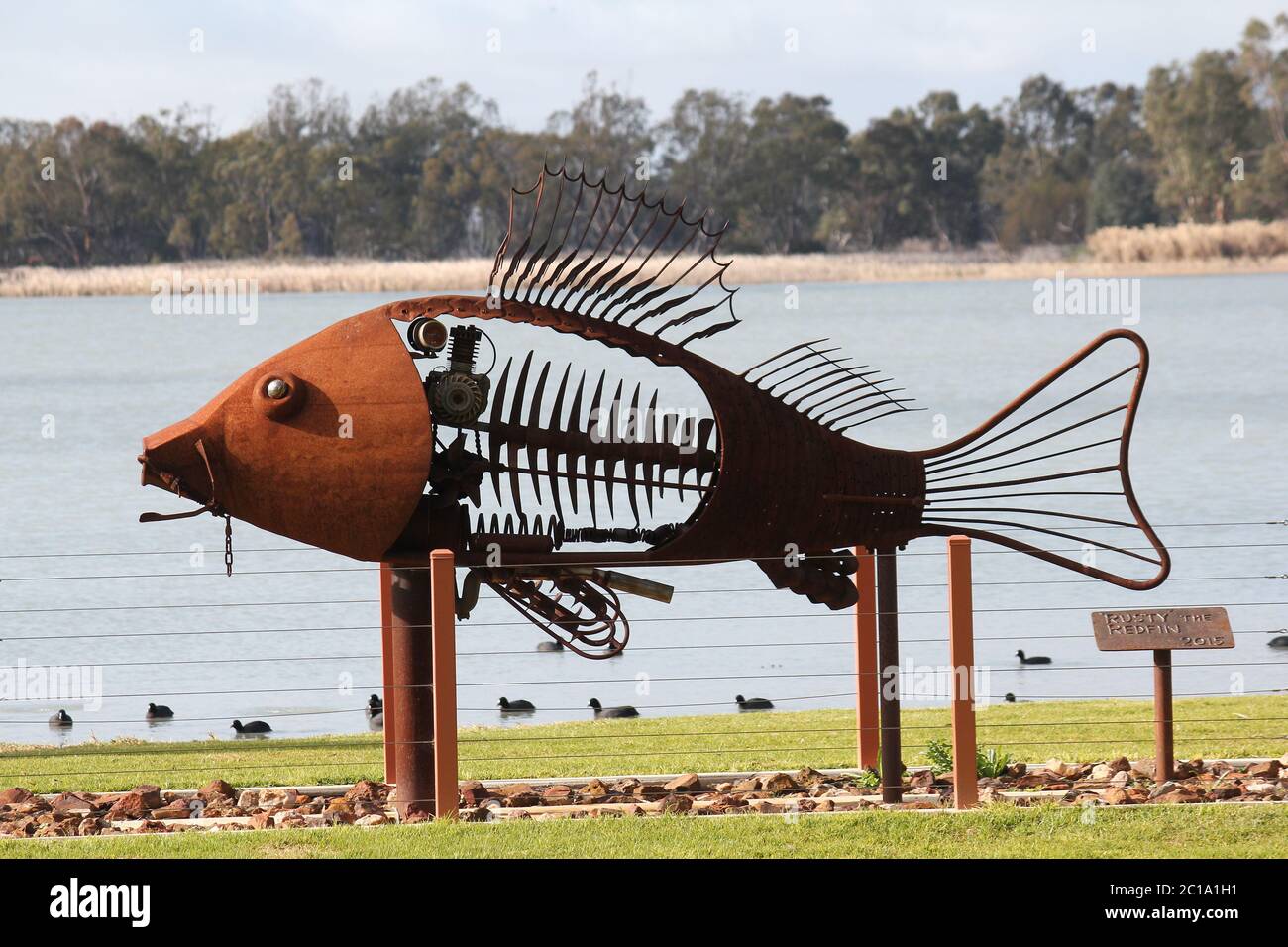 Rusty the redfin at little boort lake, Australia Stock Photo - Alamy