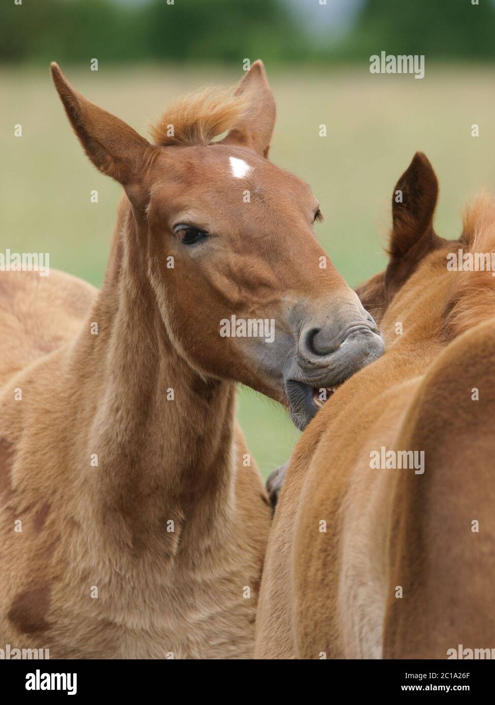 A close up of two rare breed Suffolk Punch foals interacting with each ...
