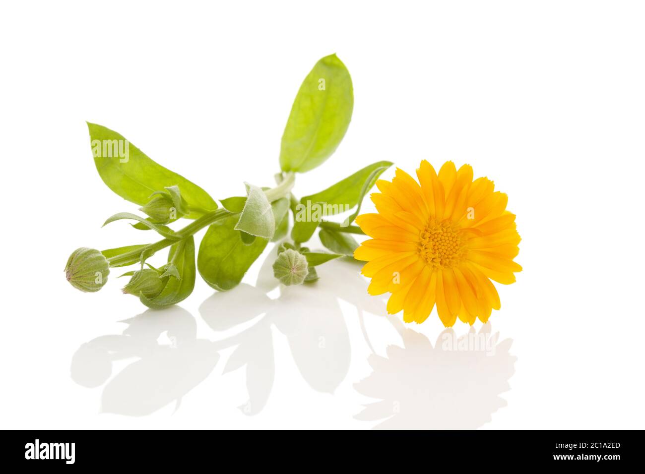 Healthy flower hi-res stock photography and images - Alamy