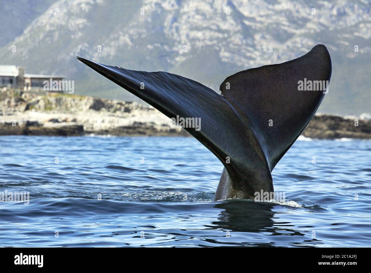 Southern right whale - Eubalaena australis Stock Photo - Alamy