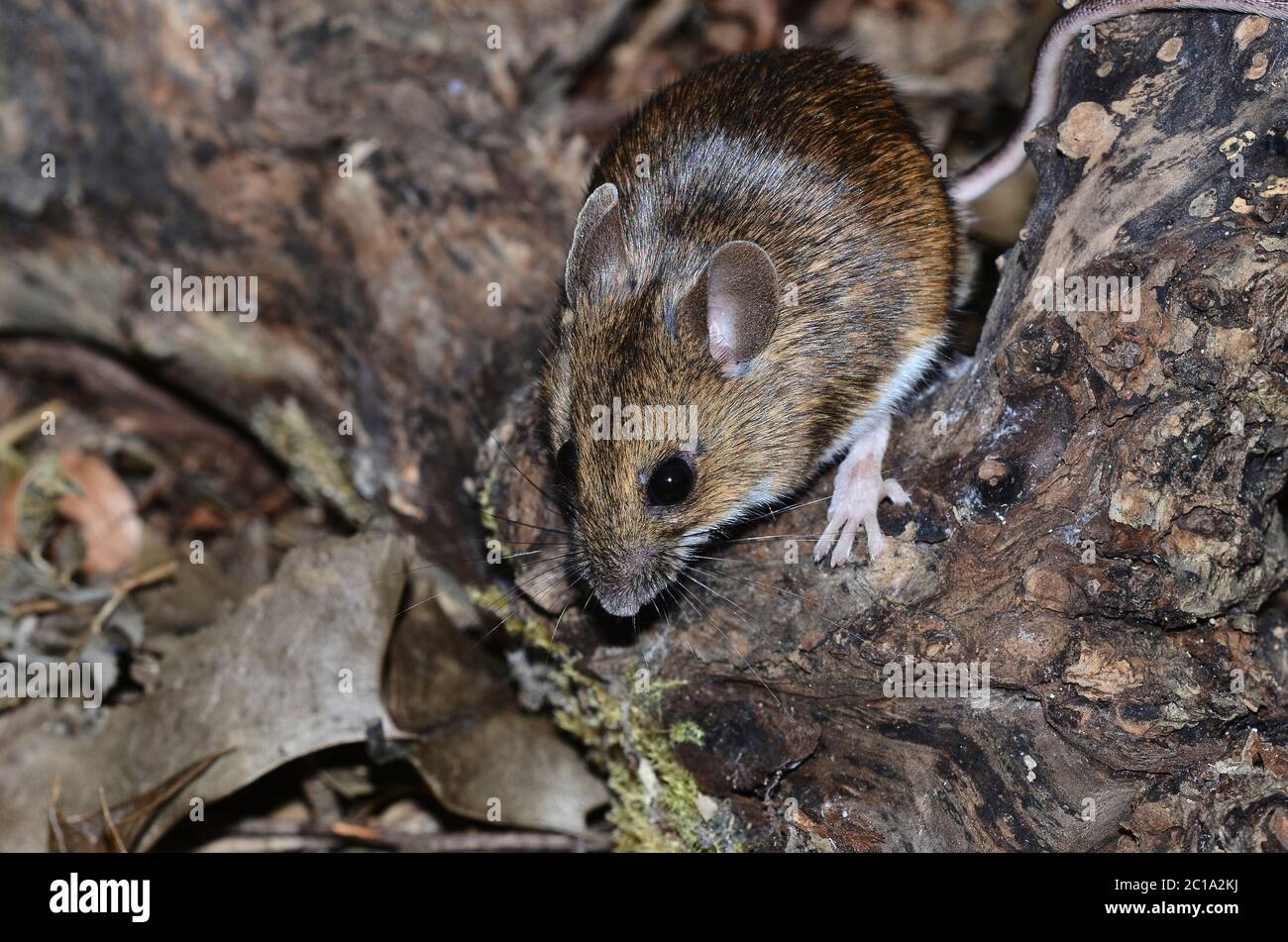 wood mouse apodemus sylvaticus Stock Photo - Alamy