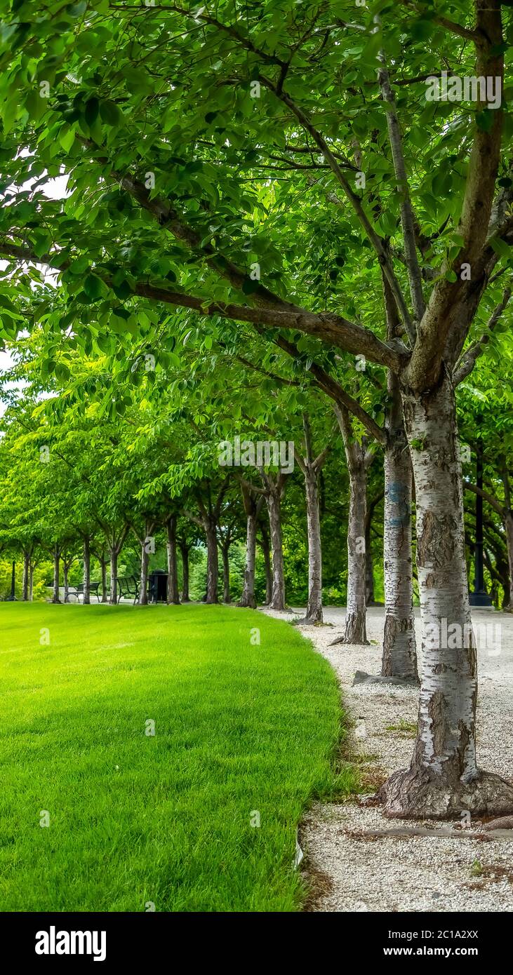 Vertical Trees with white barks and vibrant green leaves lining a road ...