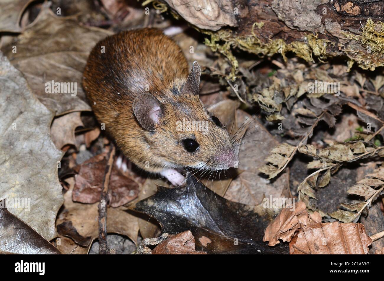 wood mouse apodemus sylvaticus Stock Photo - Alamy