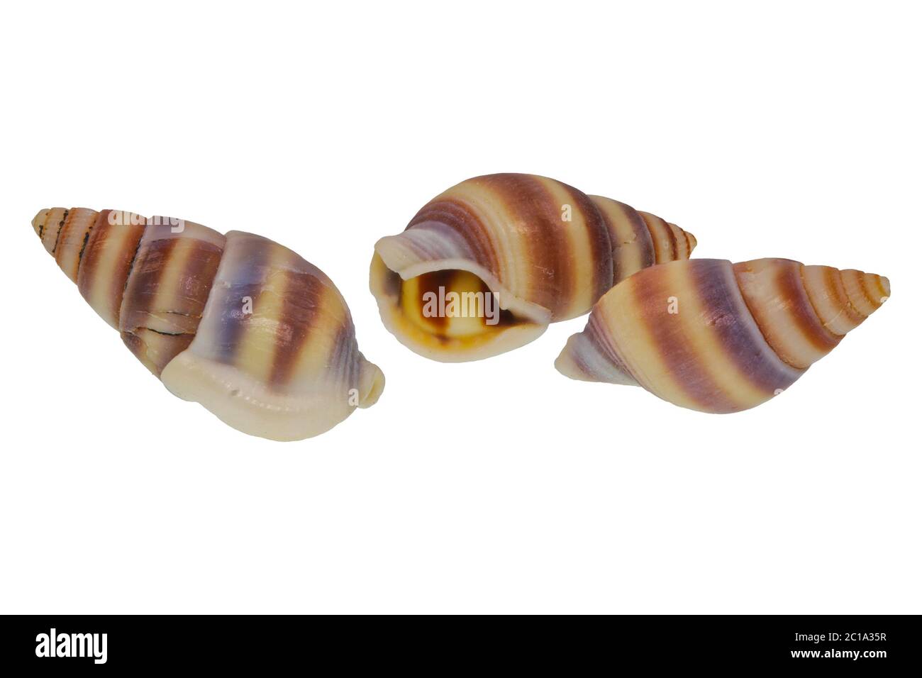 Sea shells isolated on a white background Stock Photo - Alamy