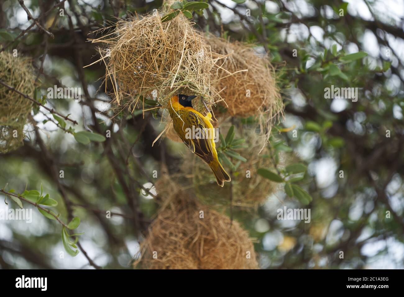 Tanzanian masked weaver Ploceus, reichardi Tanganyika Ploceidae nest ...