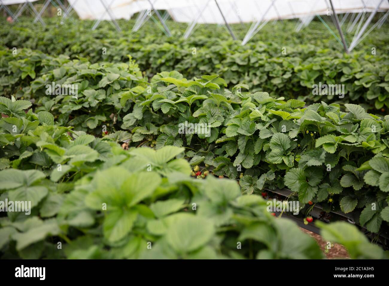 Strawberry plants grow on tall stands ready to be picked Stock Photo ...