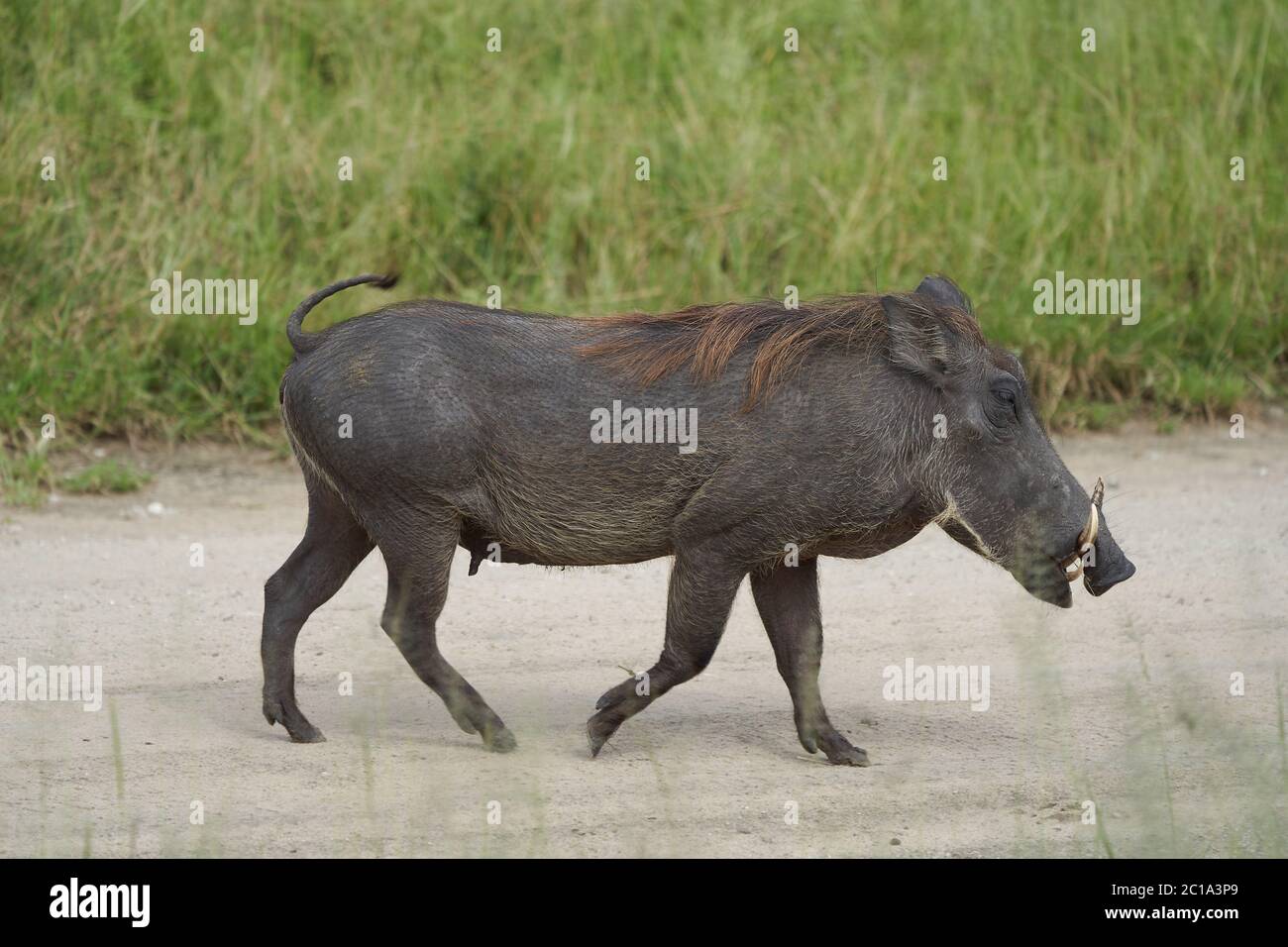 common warthog Phacochoerus africanus wild pig family Suidae Stock ...