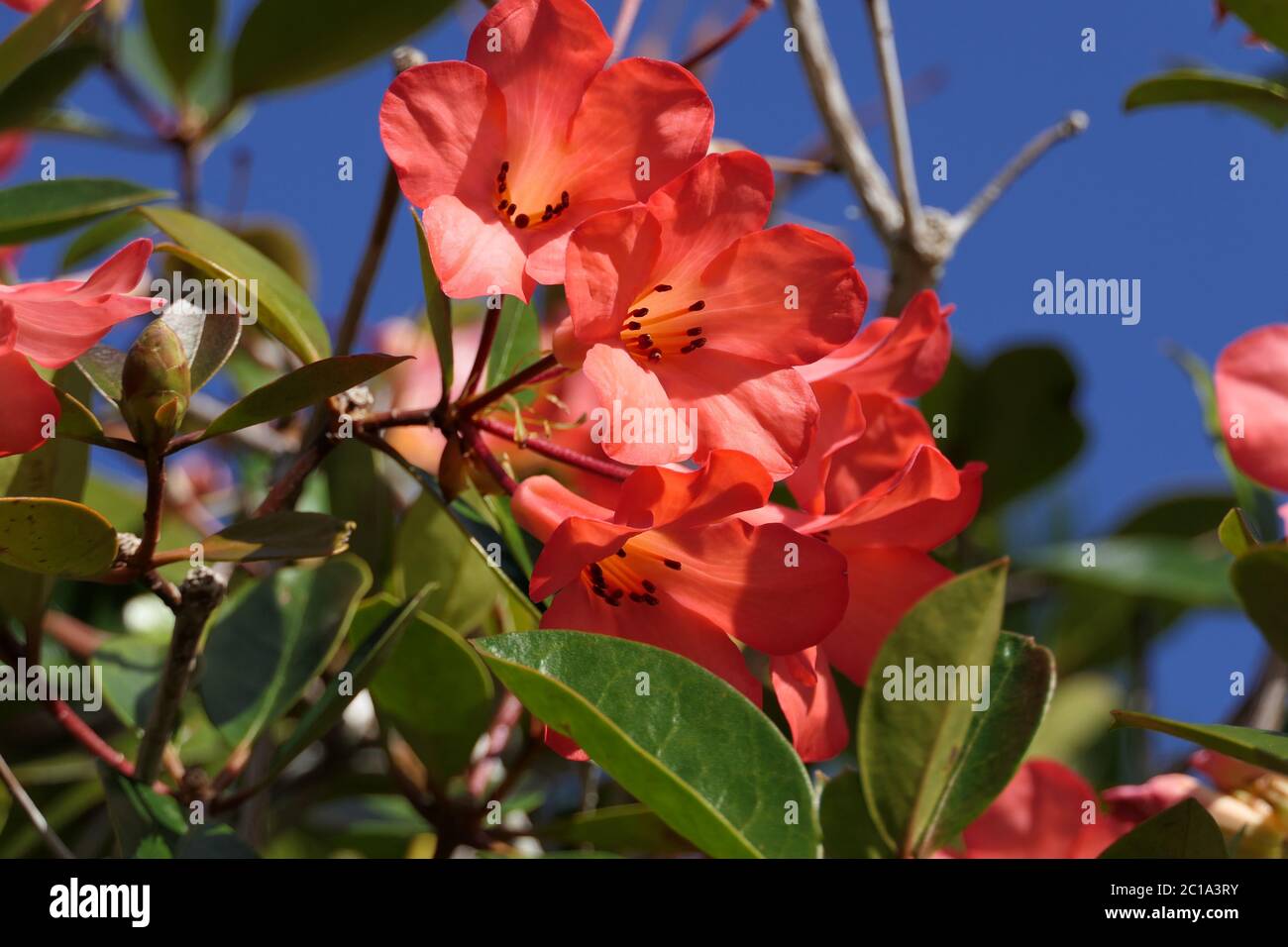 Beautiful red blossom tree hi-res stock photography and images - Alamy