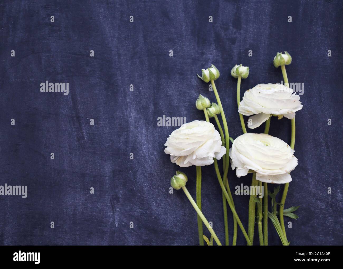 White ranunculus on black background Stock Photo - Alamy