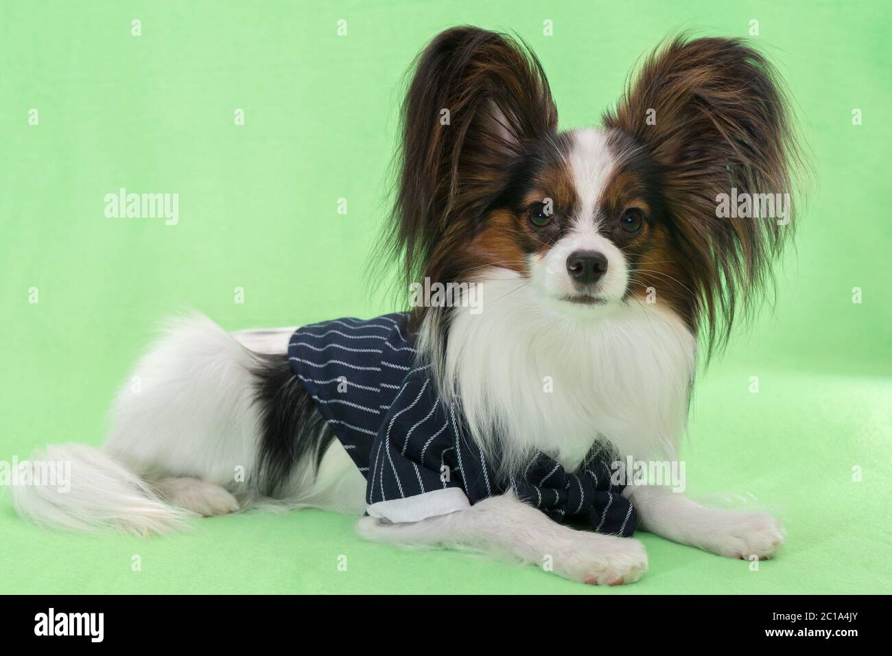 Beautiful young continental spaniel papillon in a tuxedo with butterfly ...