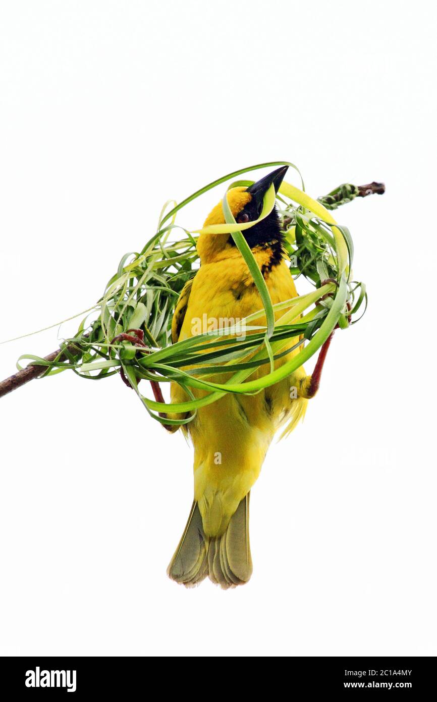 Village weaver (male) - Ploceus cucullatus Stock Photo - Alamy