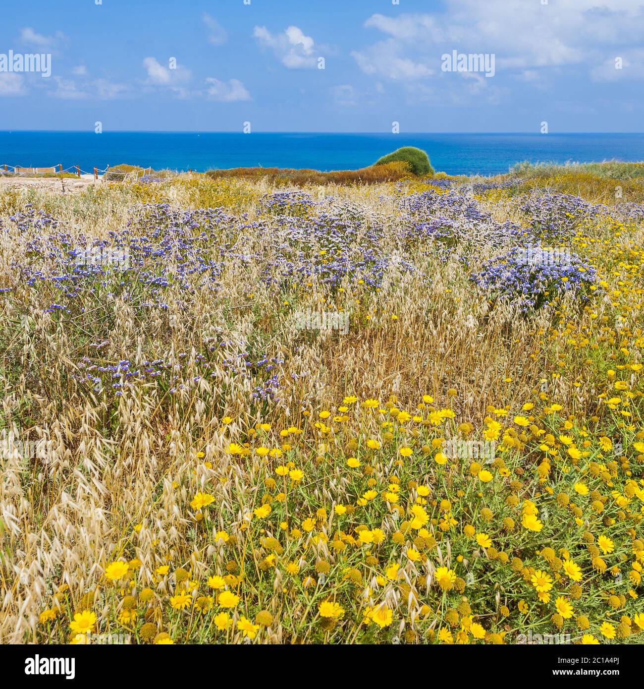 Flowers in the Israeli Apollonia national park Stock Photo - Alamy
