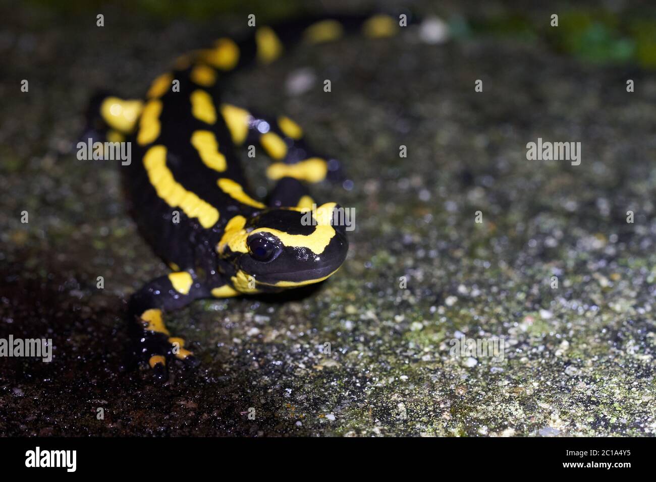 Fire salamander Salamandra salamandra Portrait Night Amphibian Stock ...