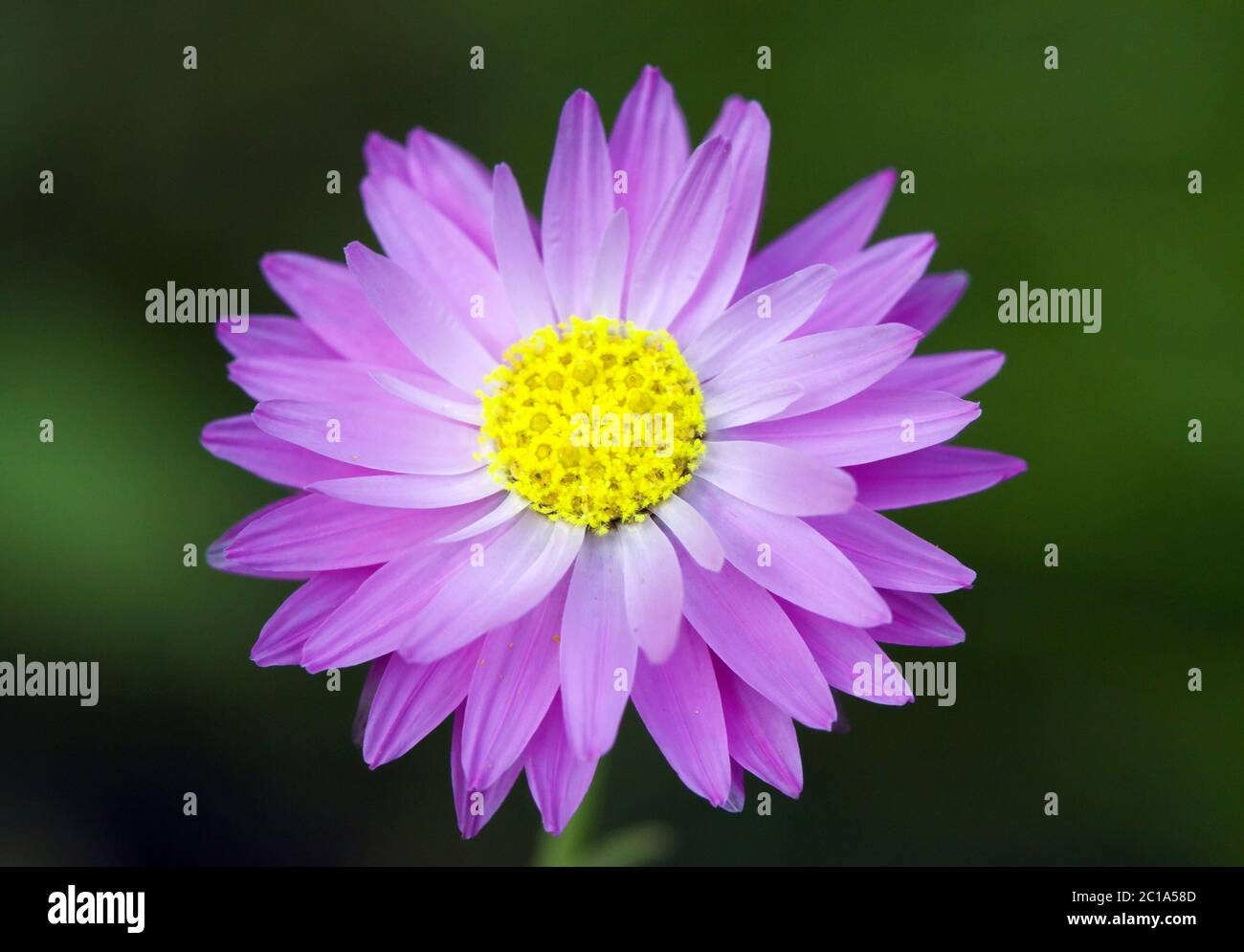 Blossomed grass hi-res stock photography and images - Alamy