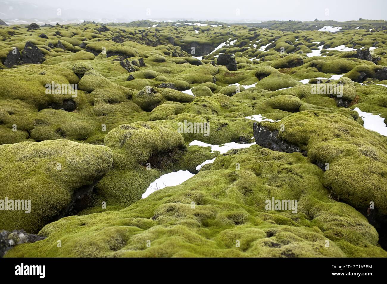 Icelandic landscape of moss field Stock Photo - Alamy