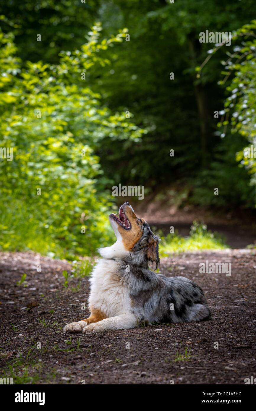 Dog australian shepherd blue merle waiting path on german inner border ...
