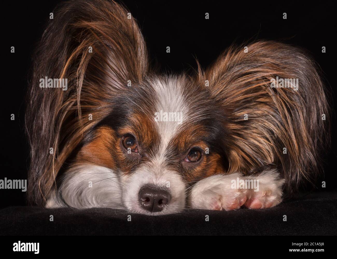 Beau papillon hi-res stock photography and images - Alamy