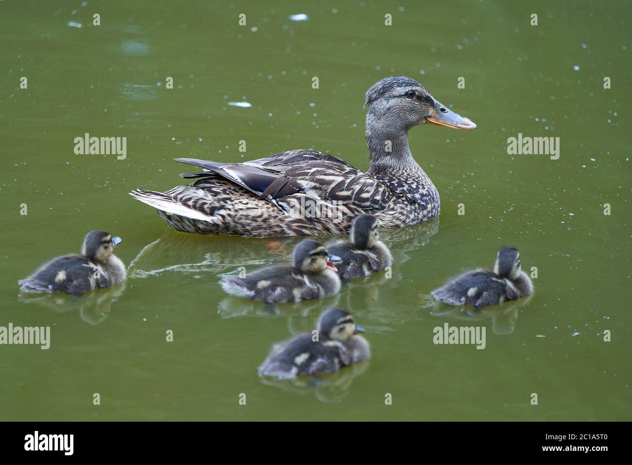 Avian offspring hi-res stock photography and images - Alamy