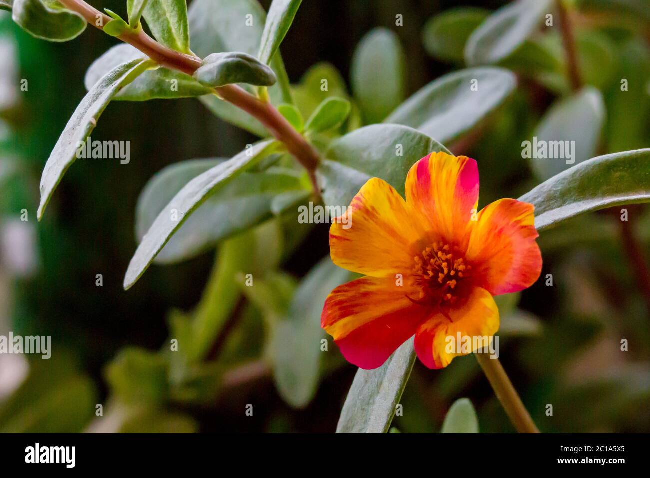 Mixed portulaca of orange and yellow, moss rose Stock Photo - Alamy