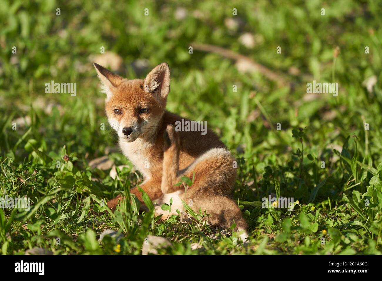 Red Fox Portrait Vulpes Vulpes Evening Sun Stock Photo - Alamy